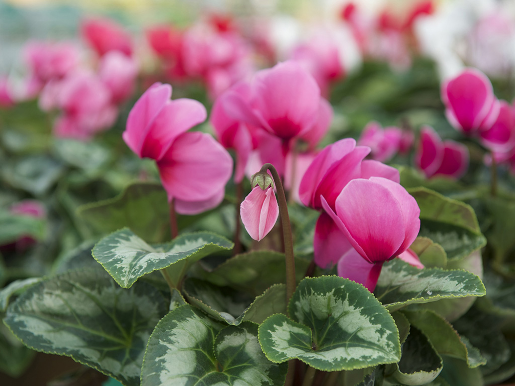 Come curare il ciclamino e farlo durare - CasaFacile