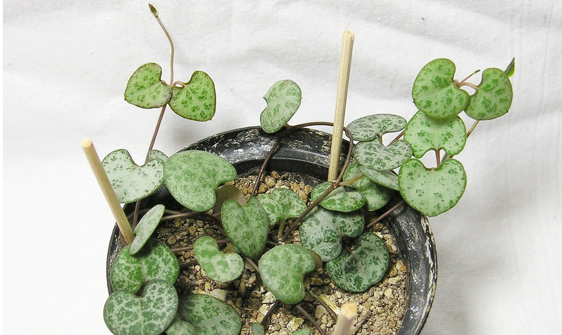 Pianta Con Le Foglie A Forma Di Cuore La Ceropegia CasaFacile Pianta Con Le Foglie A Forma Di Cuore La Ceropegia CasaFacile