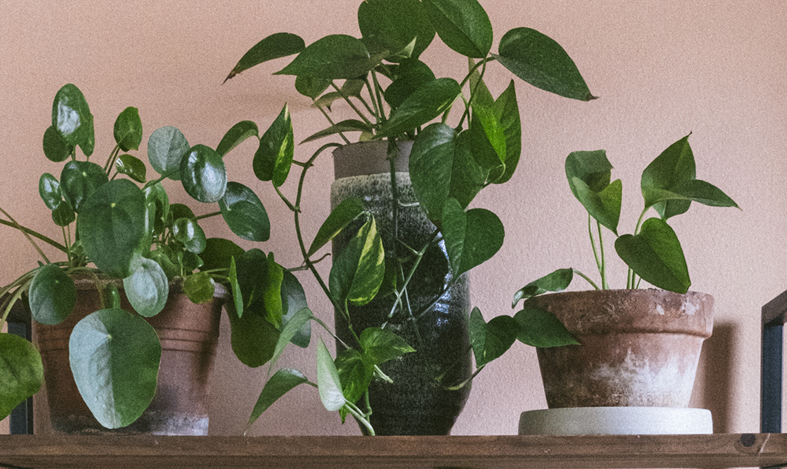 Come fare le talee di Pothos - CasaFacile